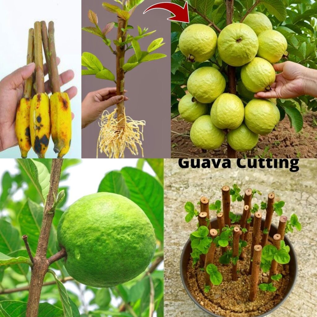 The Easiest Method For Growing Guava Trees Using Ripe Bananas