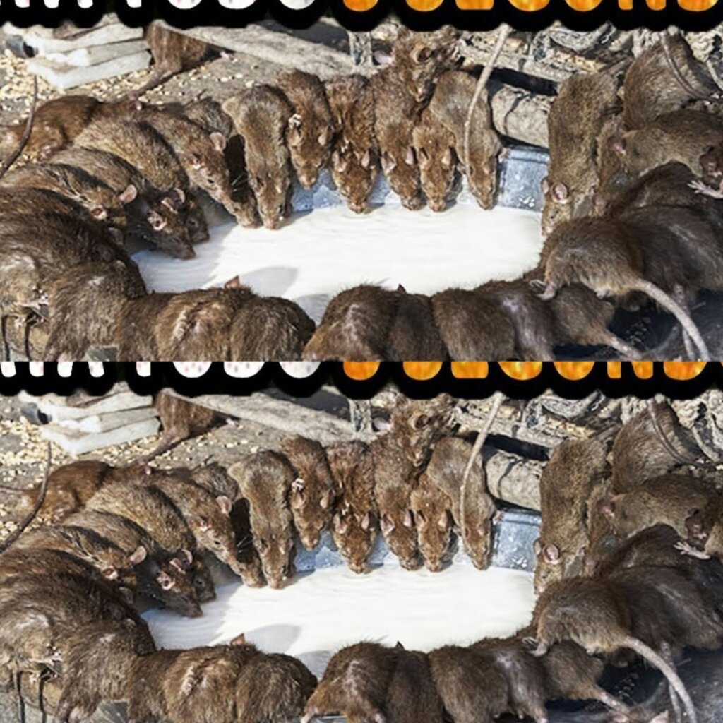 Methods For Humanely And Effectively Getting Rid Of Rats