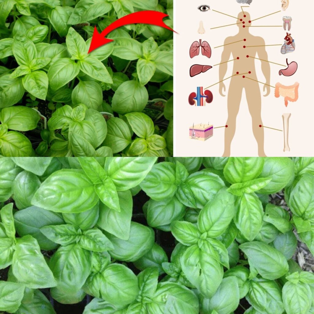 4 Surprising Health Benefits Of Basil