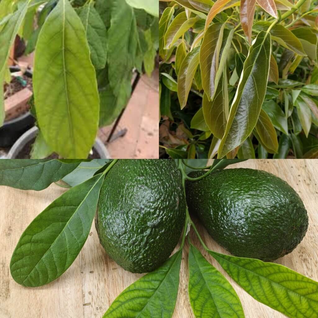 Surprising Benefits Of Dried Avocado Leaves And Use