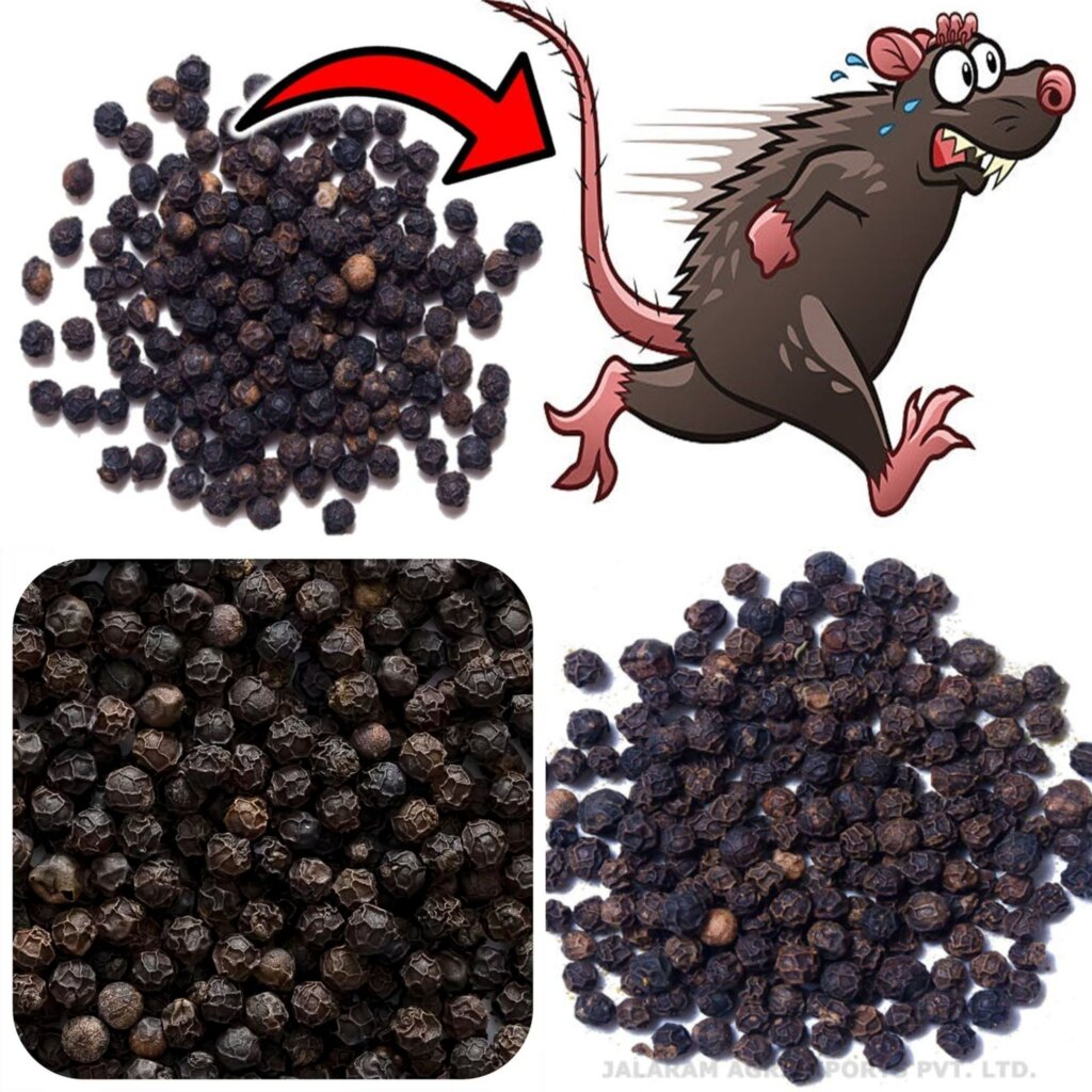 Black Pepper: The Easy Way To Get Rid Of Mice And Rats In A Matter Of ...