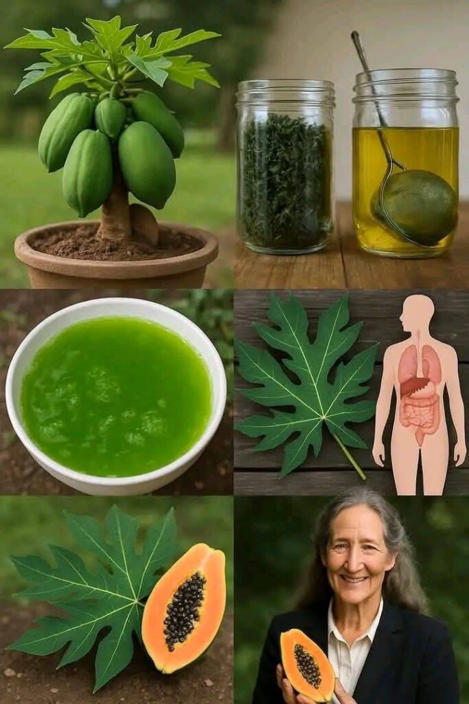 The Hidden Power Of Papaya Leaves